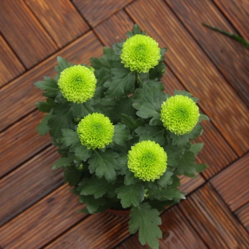 【Ready Stock】Bernih Bunga Ping Pong Aster Flower Seed Ping Pong Aster ...