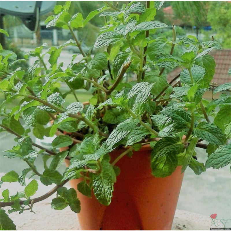 Pokok Pudina Lemon Tea | Shopee Malaysia