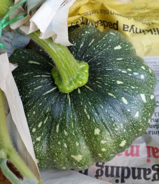 5 pcs biji benih labu manis/sweet pumpkin seed/benih sayur murah/vege ...