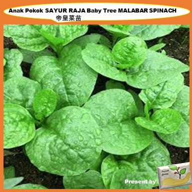 Anak Pokok SAYUR RAJA Baby Tree MALABAR SPINACH 帝皇菜苗 | Shopee Malaysia