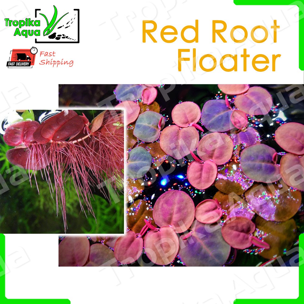 Red Root Floater (Kiambang Akar Merah) 红毛丹 - aquarium aqua plant ...