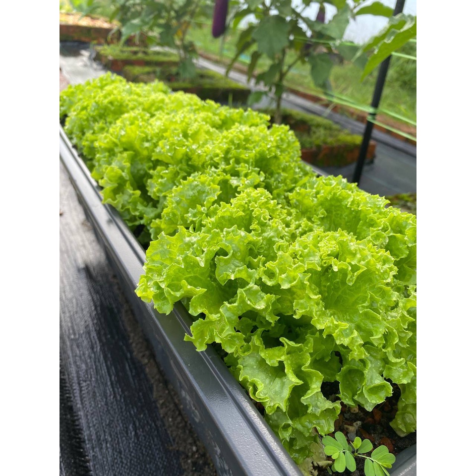 Benih Salad kerinting / Green Coral Lettuce | Shopee Malaysia