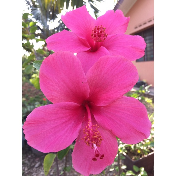 6 Keratan Pokok bunga raya pink/ Cuttings / HARGA PROMOSI 6 KERATAN RM4 ...