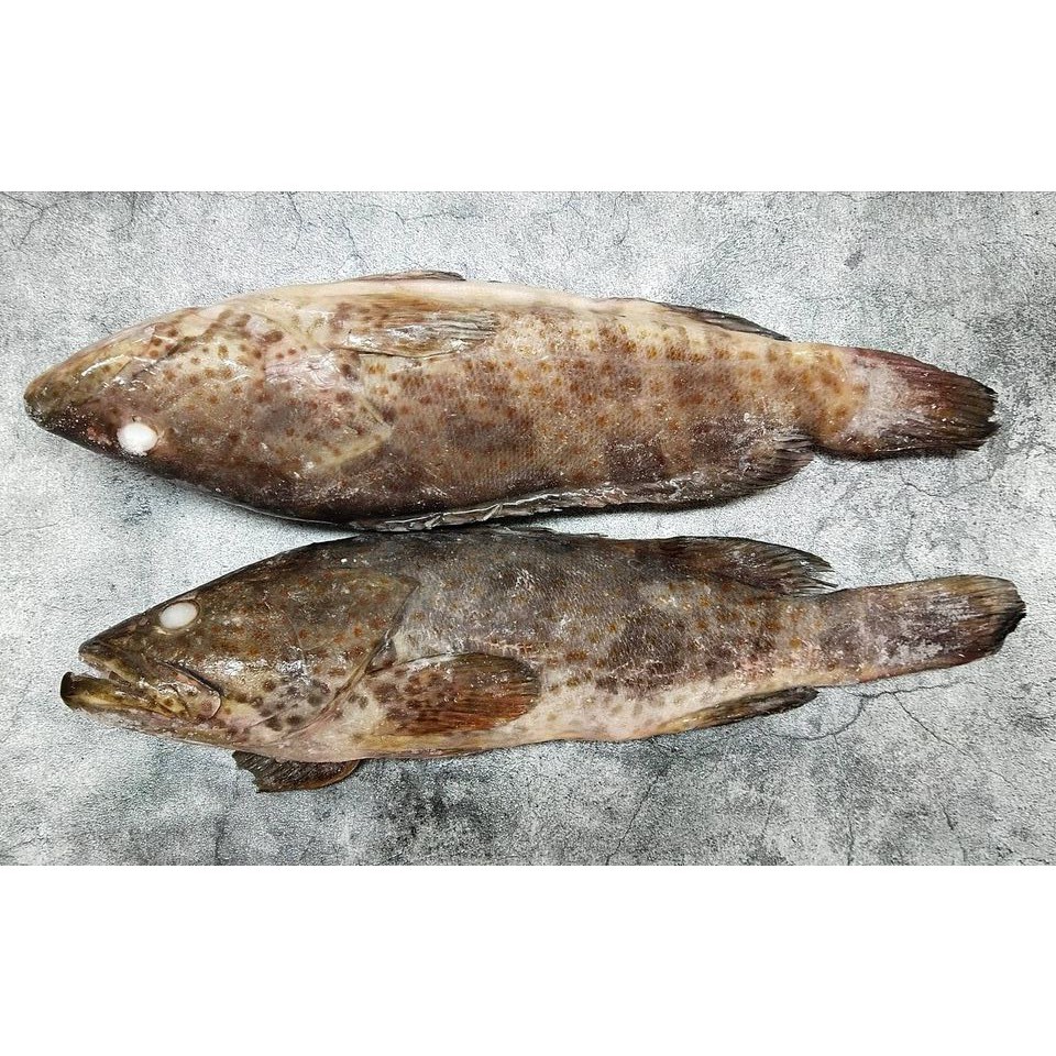 2Kg± Premium Sea Spotted Grouper Frozen Garoupa Kerapu Clean Frozen ...