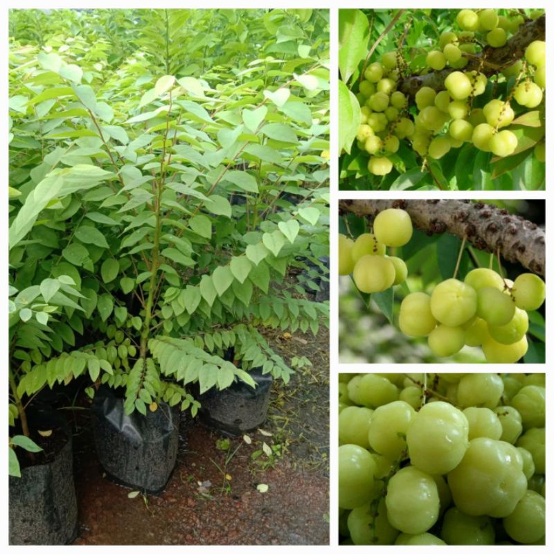 Phyllanthus Acidus/Pokok Cermai/Gooseberry/ ต้นมะยม | Shopee Malaysia