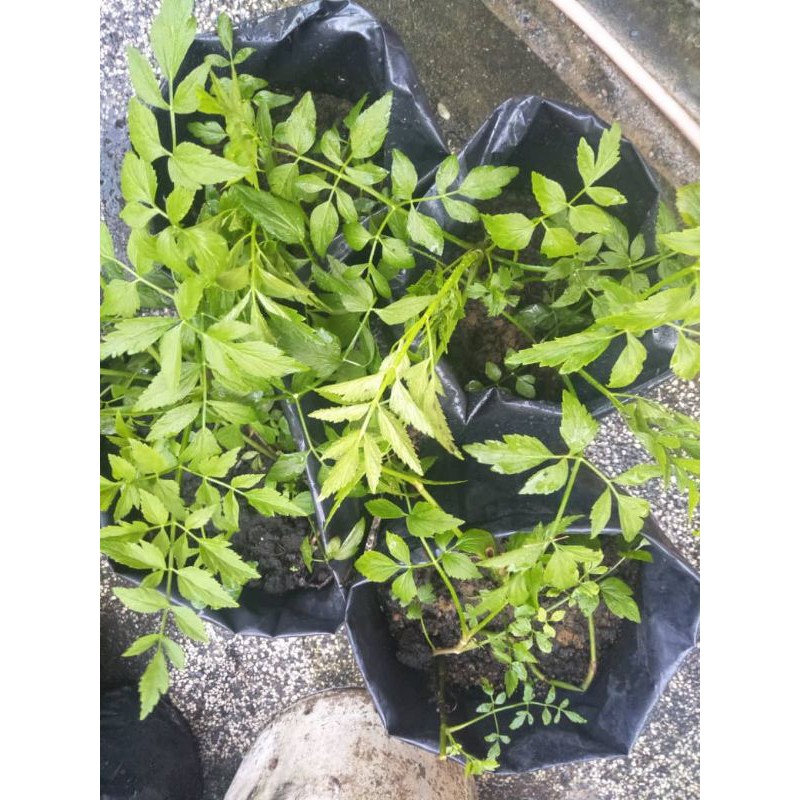💥💥POKOK ULAM SELOM💥💥 | Shopee Malaysia