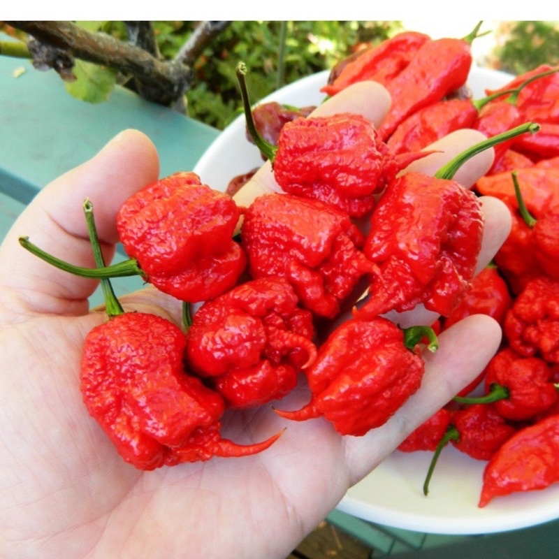 10pcs Ghost Devil Pepper Chili Super Hot Spicy - SEED / Benih Cili ...