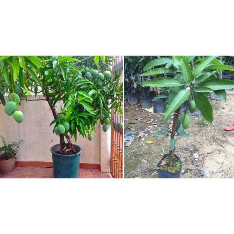 Pokok Mangga Epal Hybrid Cepat Berbuah | Shopee Malaysia