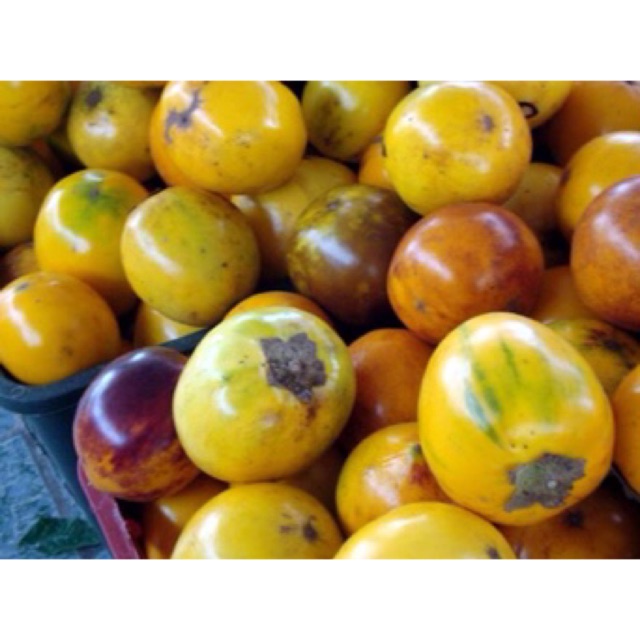 Terung Dayak/ Terung Asam seeds | Shopee Malaysia