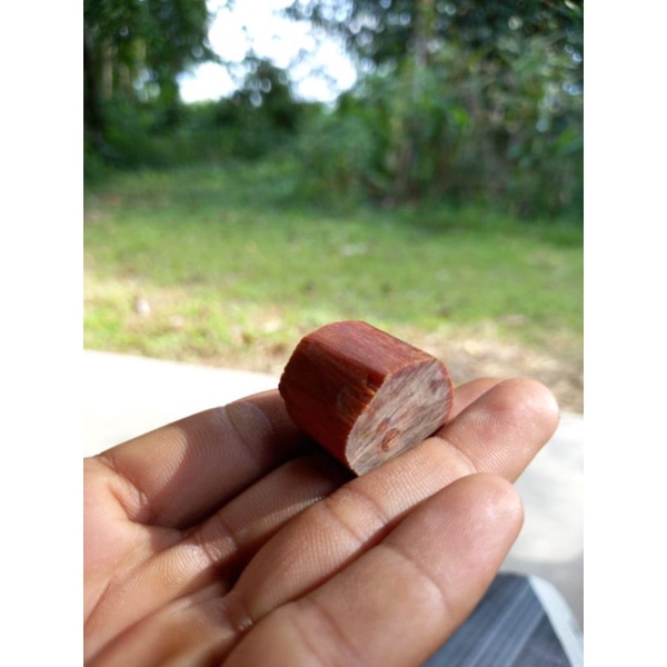 Teras Raja Kayu Merah/Damar Minyak (Asli) | Shopee Malaysia