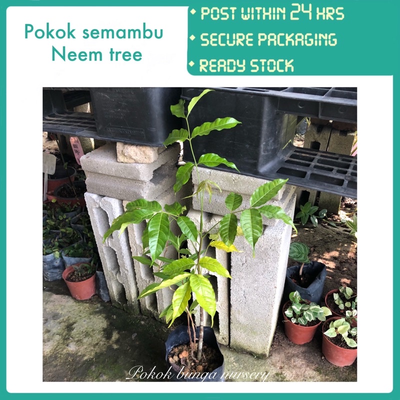 PBN - pokok semambu neem tree - nimtree Indian lilac margosa herba ...