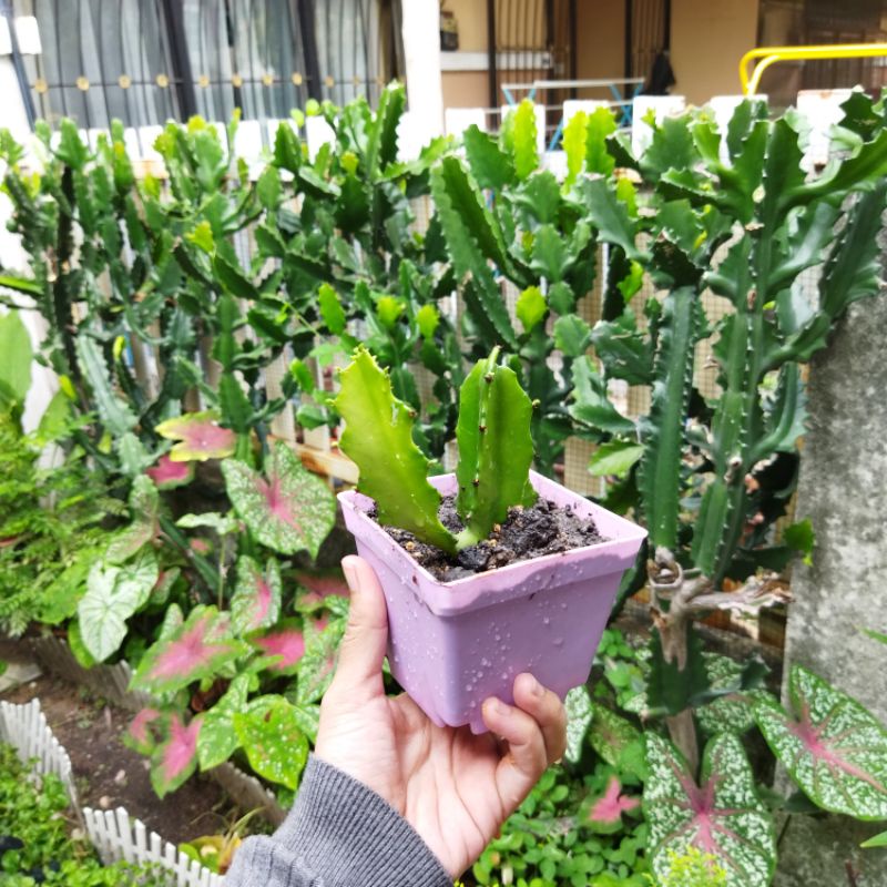 Cactus Candelabra (+pasu) | Shopee Malaysia