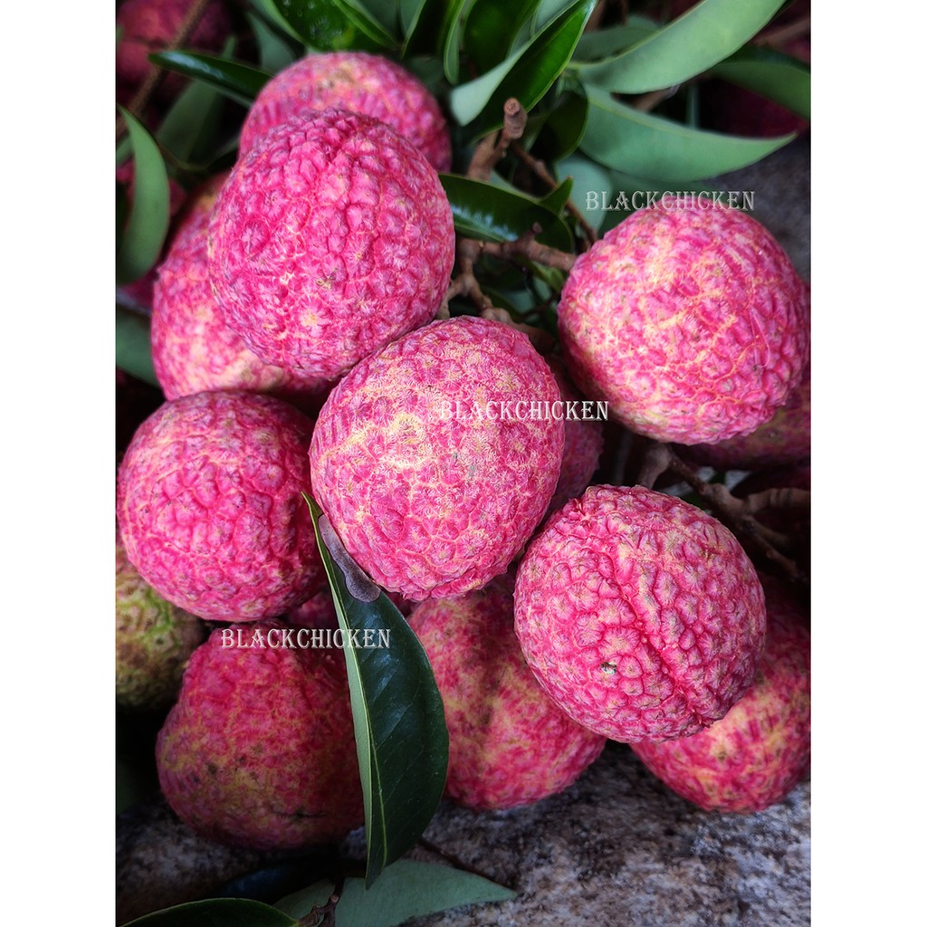 (Blackchicken602) Lychee, Lychee, Emperor Lychee, Emperor Lychee ...