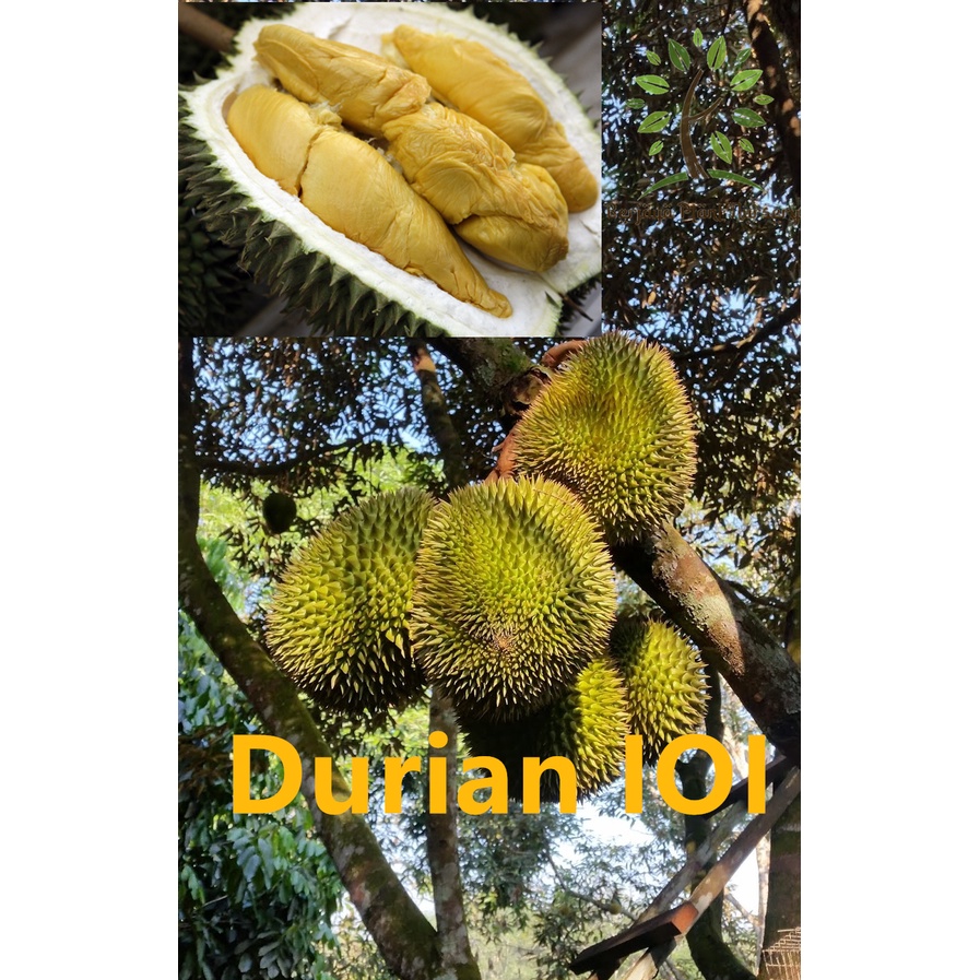 Berjaya Plant Nursery - Pokok Durian IOI/D101榴莲树苗(Pokok Buah Hidup ...