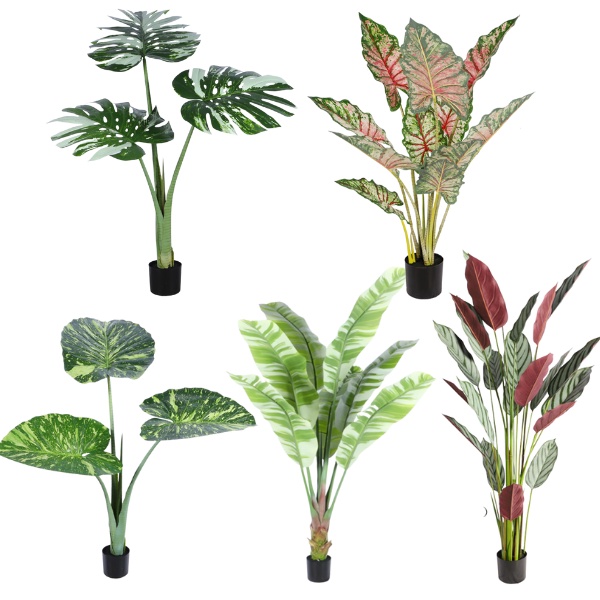 POKOK SKYBIRD / VARIEGATED PLANT / POKOK KELADI/ MONSTERA / BANANA ...