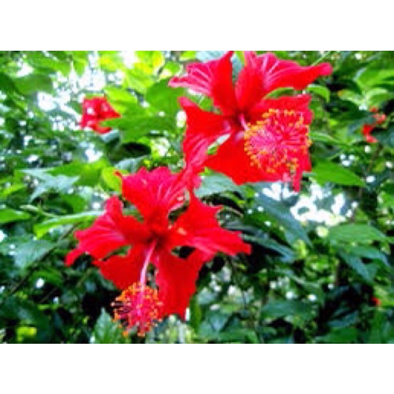 Keratan pokok bunga raya/Pokok bunga raya | Shopee Malaysia