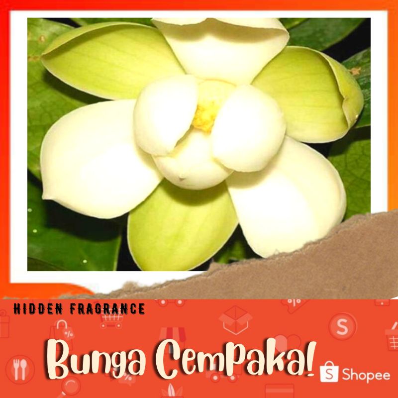 🌻 Pokok Cempaka Kuning | Michelia Champaca 🌻 | Shopee Malaysia