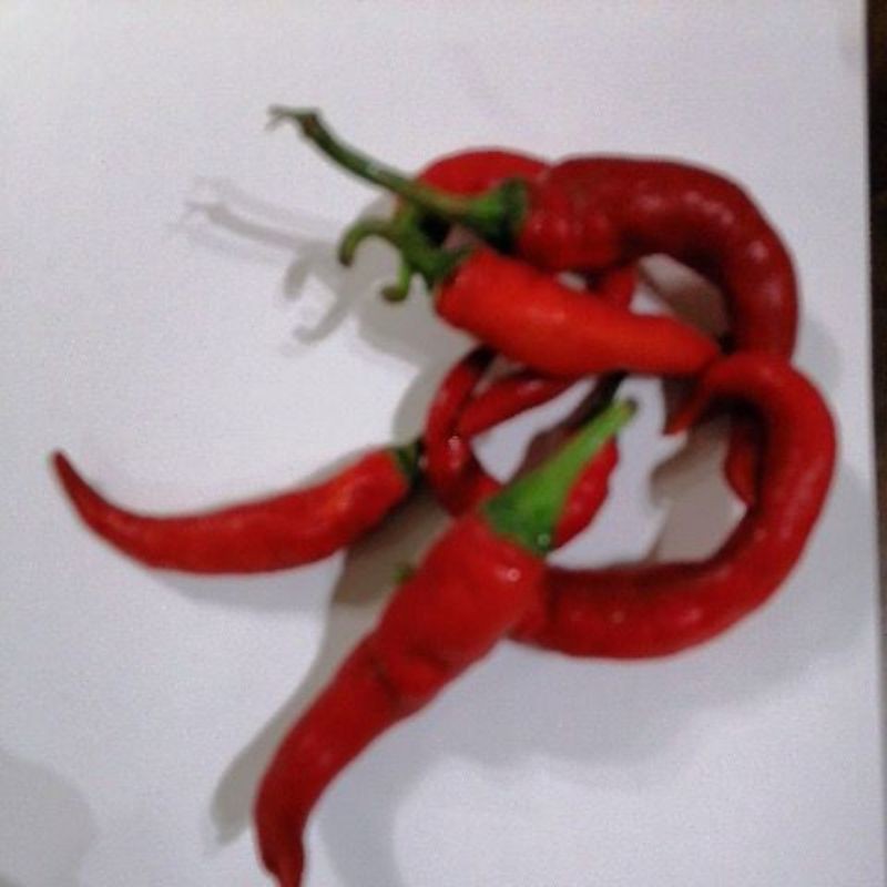 Cili Merah Segar dari ladang pack 1kg | Shopee Malaysia