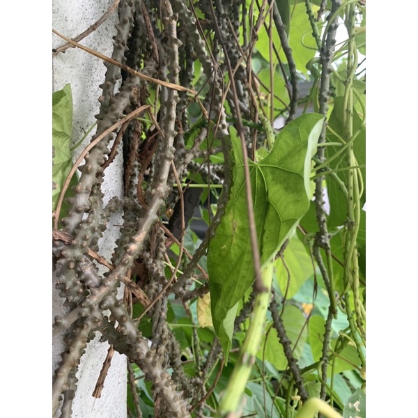 Akar Bakawali @ Akar Seruntun untuk baby kuning / Ubat putus susu badan ...