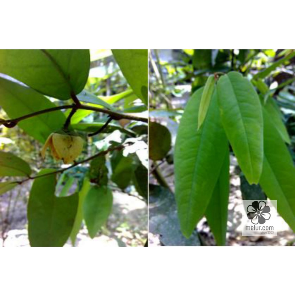 ANOR - Fissistigma latifolium (DI) Merr Sapling / Anak Pokok Larak Tahi ...