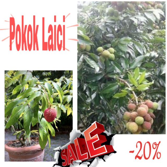 🔥🔥Hot Offer🔥🔥 Pokok Laici Manis | Shopee Malaysia