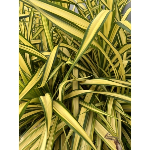 pokok pandan batik/pandan kuning | Shopee Malaysia