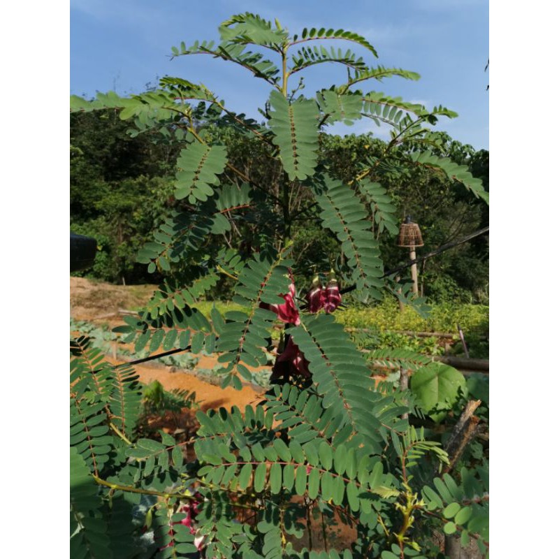 POKOK SAYUR GETI/TURI Hummingbird Tree | Shopee Malaysia