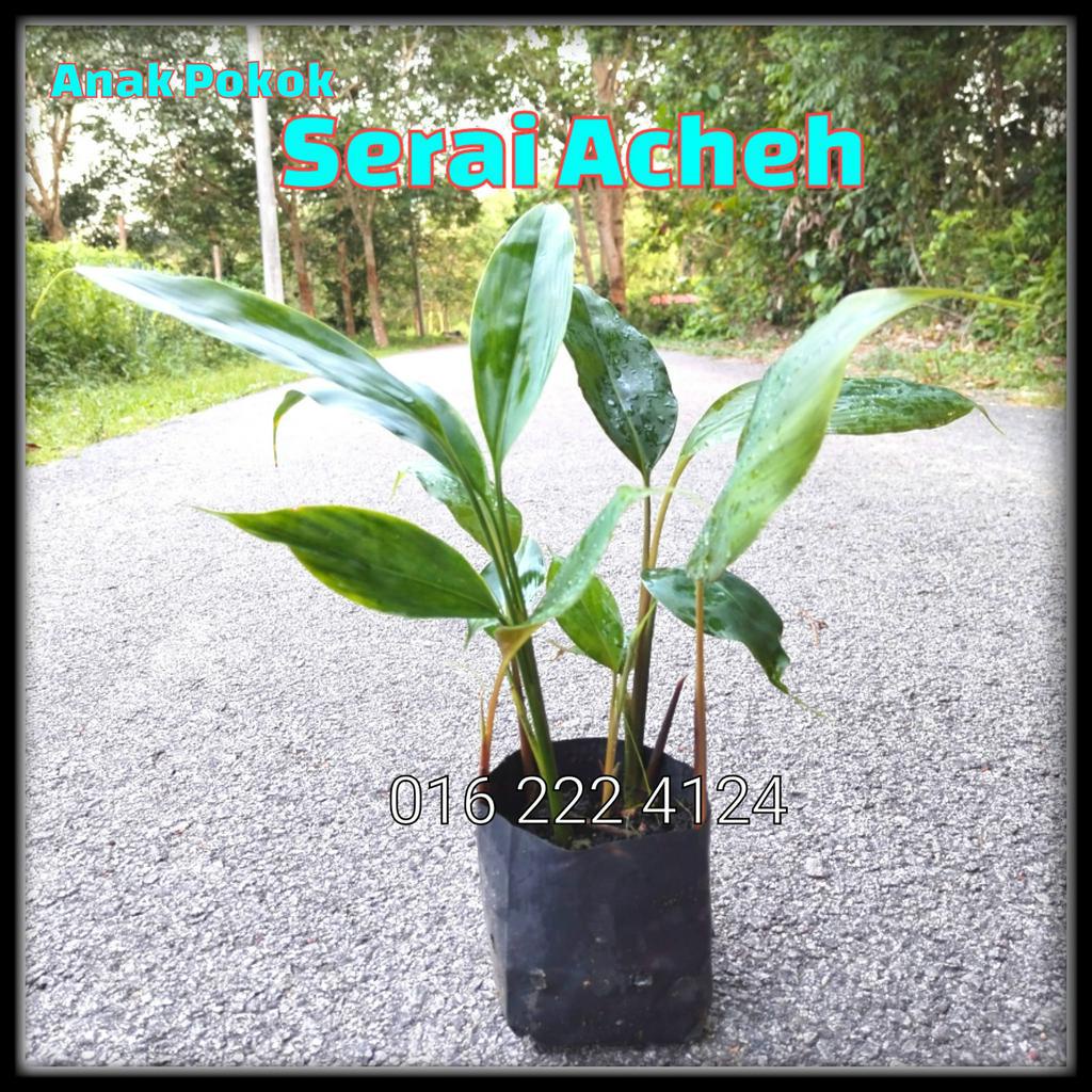 Anak Pokok Serai Acheh | Shopee Malaysia