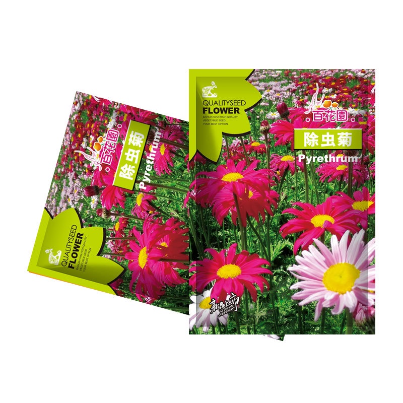 100 seed/Chrysanthemum Pyrethrum seeds/除虫菊/驱蚊菊 | Shopee Malaysia