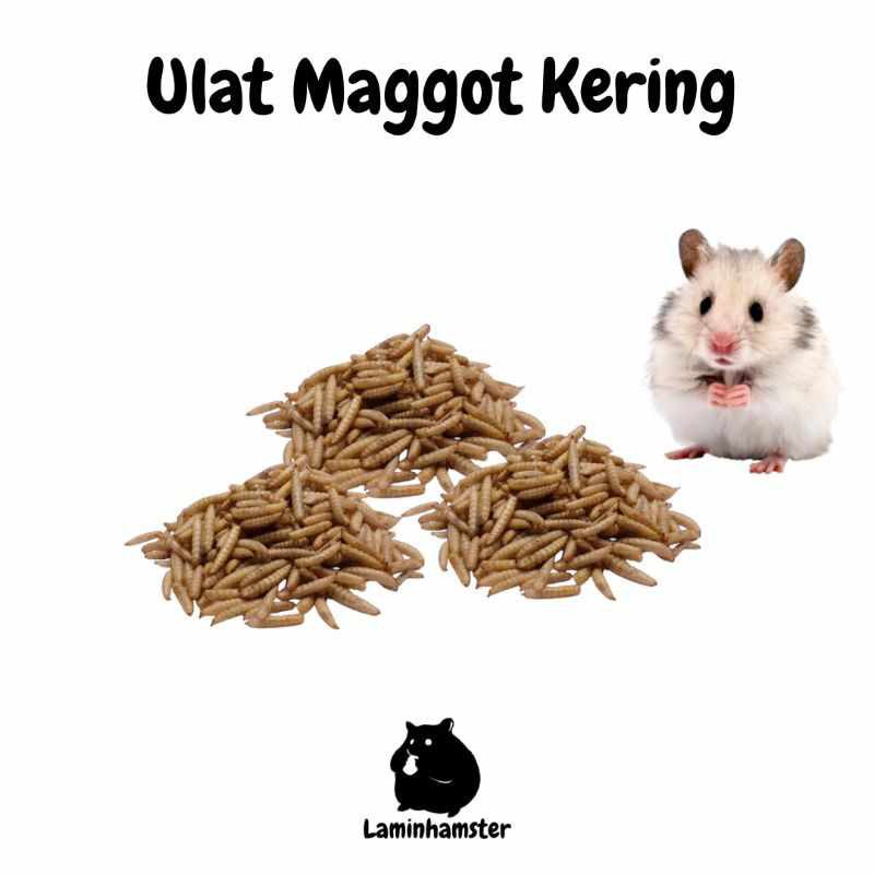 Dry Caterpillar Maggot - Food / Snack / Snack / Treats Hamster Hedgehog ...