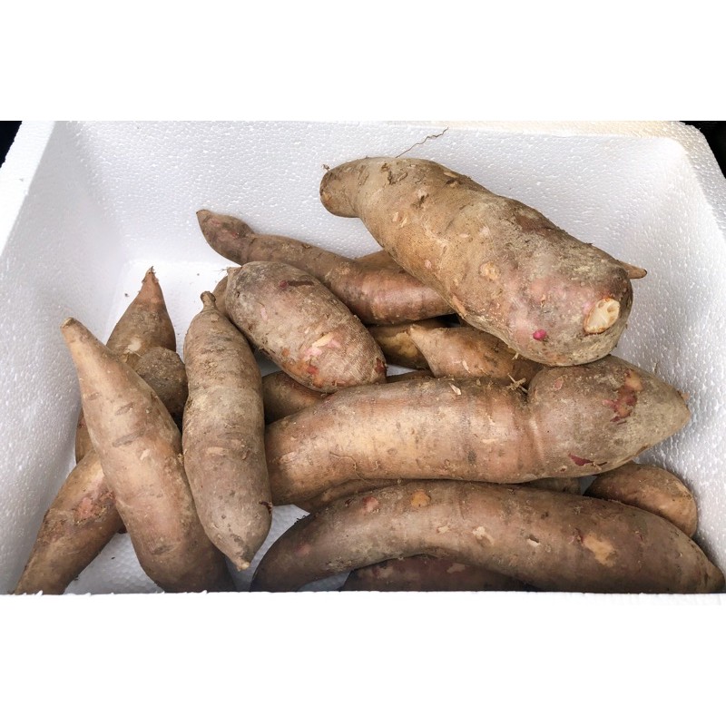 2 kg Ubi Yacon/ 雪莲果 from Cameron highlands 2kg | Shopee Malaysia