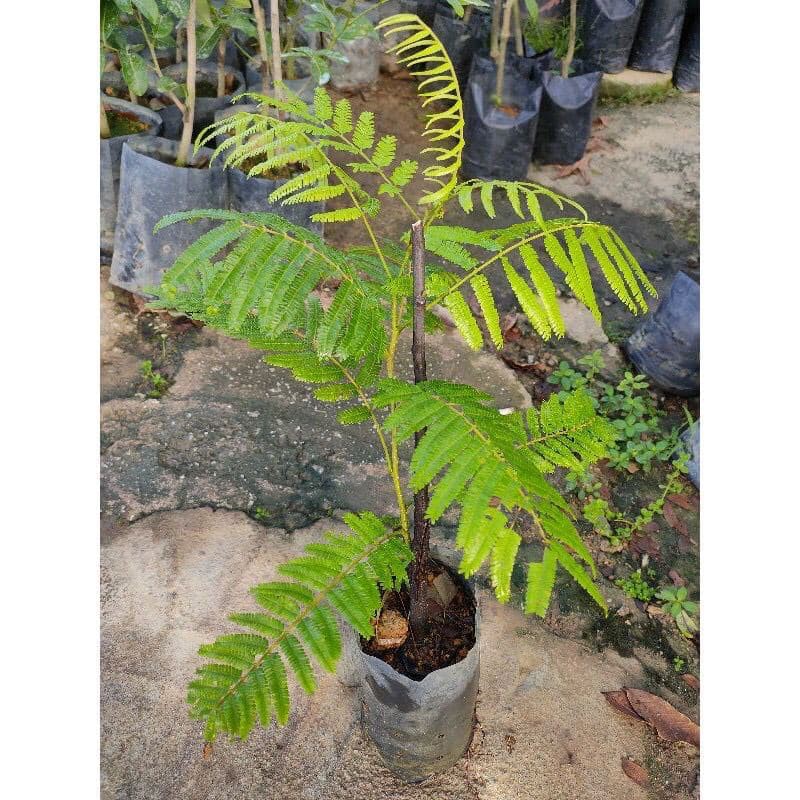 Benih anak pokok petai kahwin. | Shopee Malaysia