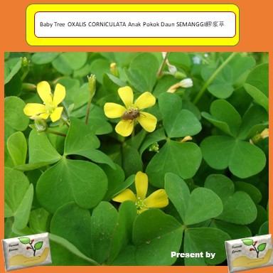 Baby Tree OXALIS CORNICULATA Anak Pokok Daun SEMANGGI醡浆草 | Shopee Malaysia