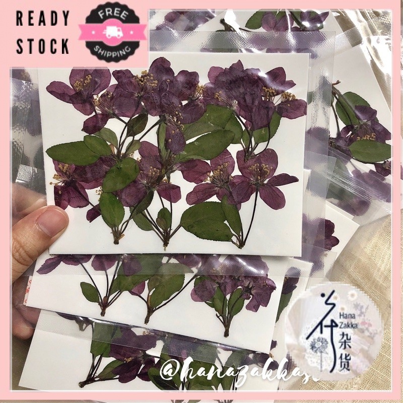 Pressed Begonia with Stem 12pcs 海棠压花 干花手作素材 | Shopee Malaysia