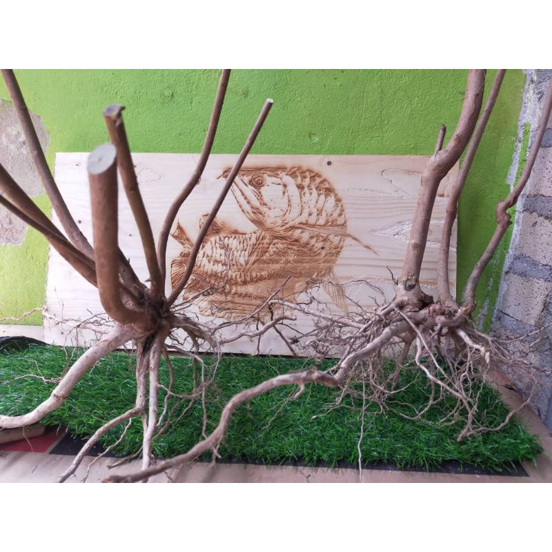 Akar Pokok Senduduk Hiasan Vairal | Shopee Malaysia