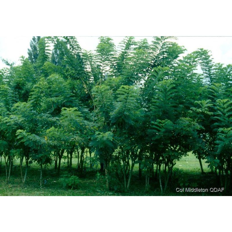 (100)KERATAN POKOK TURUS PAGAR/GLIRICIDIA/BUNGA JEPUN/POKOK GAMAL ...
