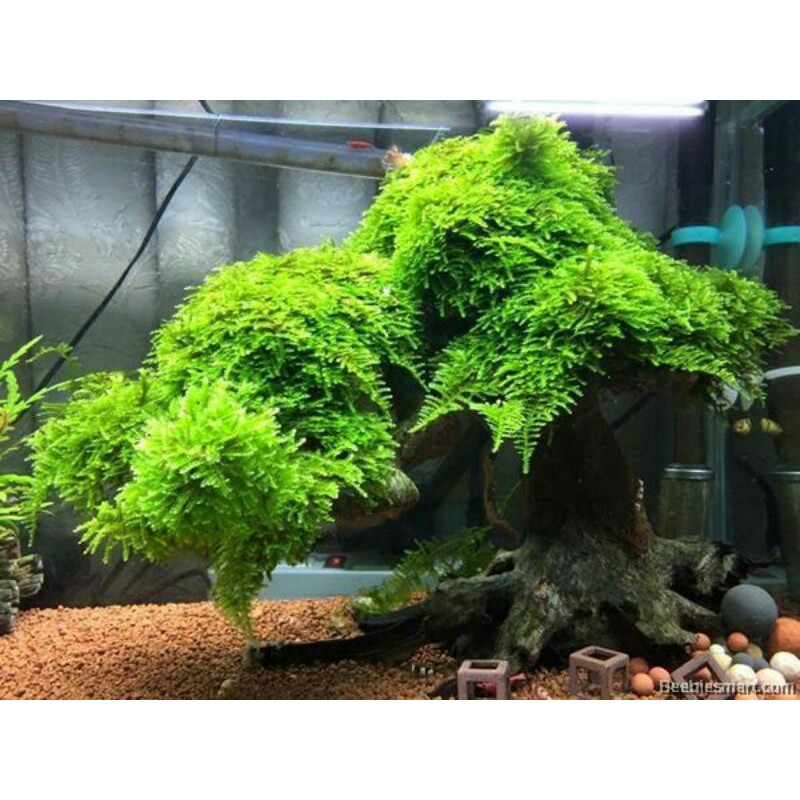 Mini Christmas moss (box or mesh),water plants,aquascape moss, shriump ...