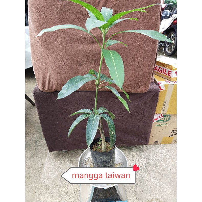 Pokok Buah Mangga Taiwan HYBRID | Shopee Malaysia