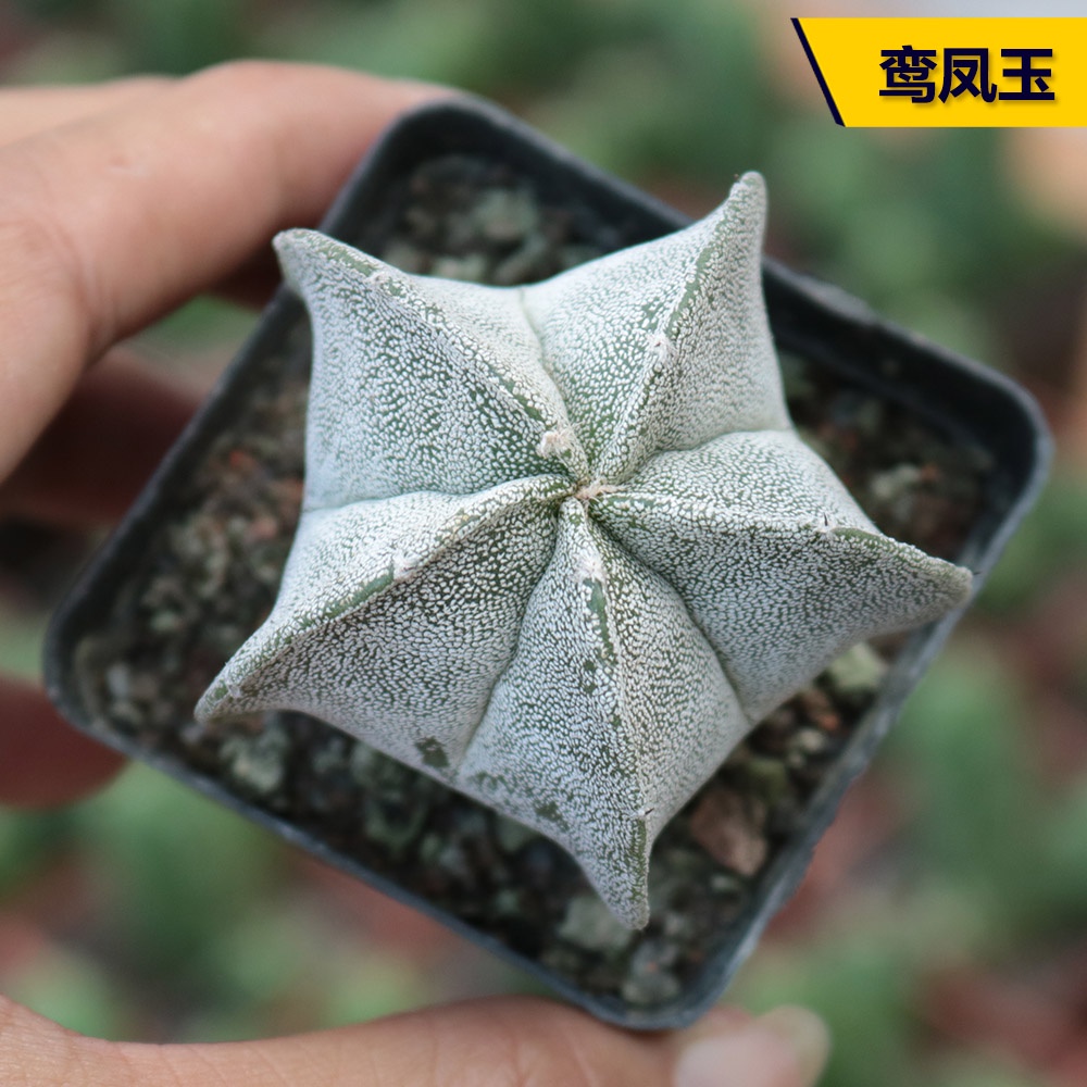 【Easy to bloom】Natural Cactus，Cactus Real Life Cactus Cactus Collection ...