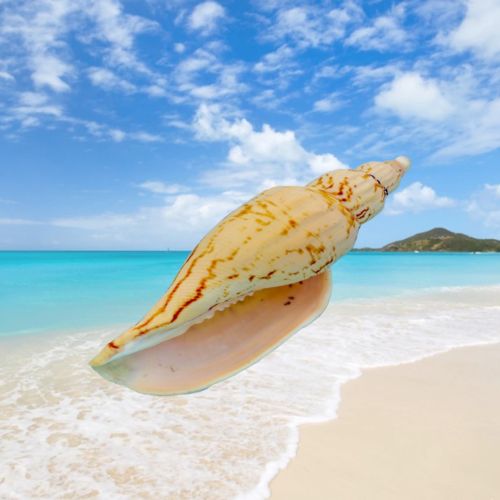 [Ready Stock] 1PCS 10-11CM Alcithoe Fusus Natural Rare Real Sea Shell ...