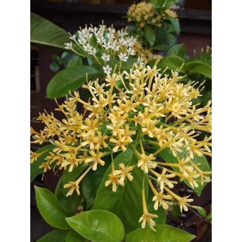 Pokok Bunga wangi Siantan Jejarum Ixora Madagascar Odorata Fragrant ...