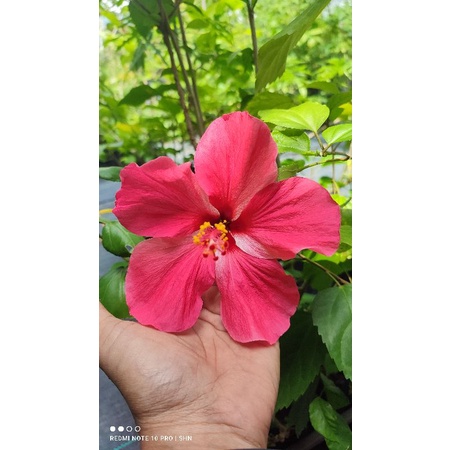 Pokok Bunga Raya (merah loreng putih) | Shopee Malaysia