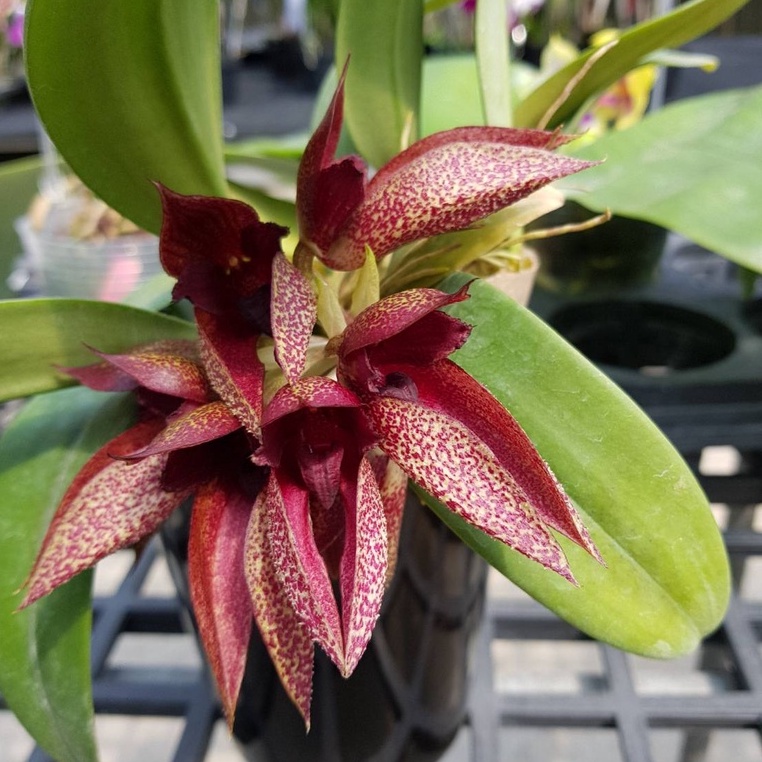 Bulbophyllum phalaenopsis x Bulb. frostii | Mature | Hybrid Orchid ...