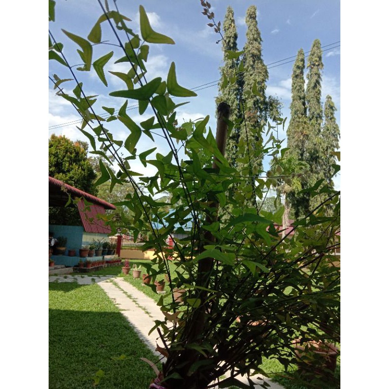 Keratan/anak pokok rerama | Shopee Malaysia