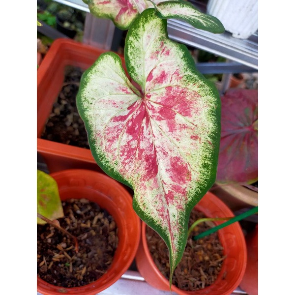 Pokok Keladi Tumpah Darah Merecik Puteri Salju Bunga Raya Caladium Red ...
