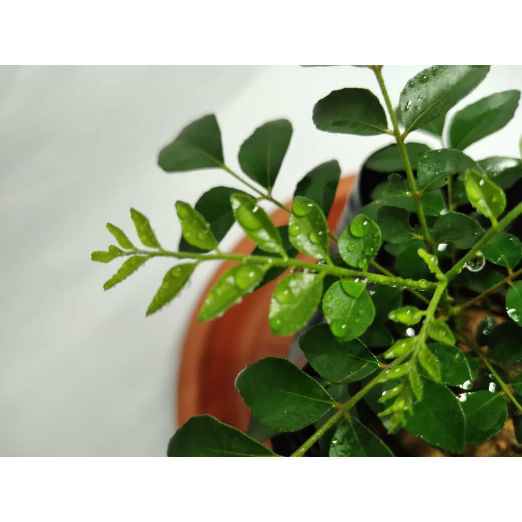 POKOK DAUN CURRY REAL LIVE PLANT CURRY LEAVES REAL LIVE PLANT OUTDOOR ...