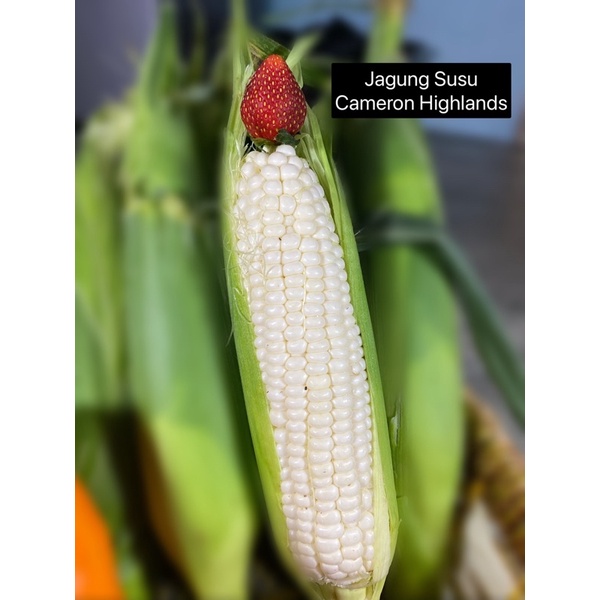 Jagung Putih Cameron Highlands （10pcs)White Sweet Corn 金马伦白玉米 - DIRECT ...