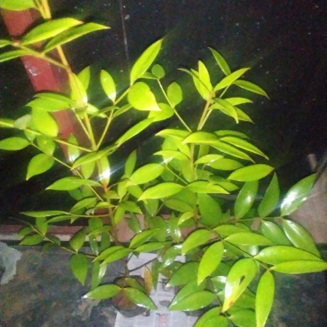 Pokok Raja Kayu / Damar Minyak / Agathis Borneensis | Shopee Malaysia