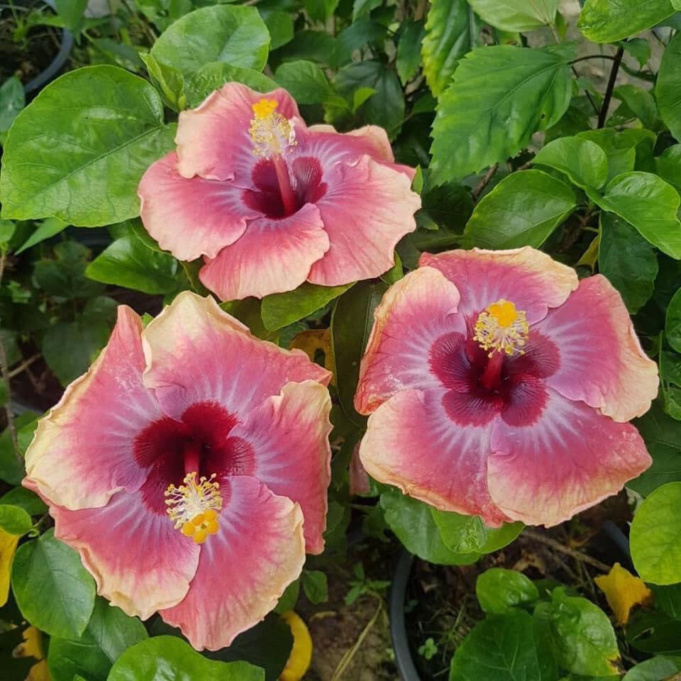 Anak Pokok Bunga Raya/Hibiscus Hibrid/Hybrid Impot Season 2 | Shopee ...