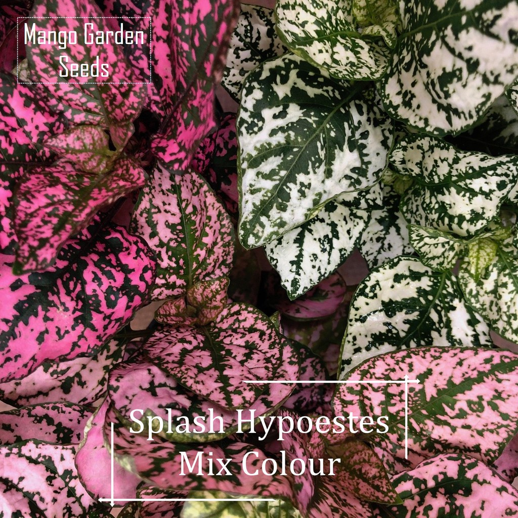 Benih Ati Ati Splash Hypoestes Mix Colour - 15 Seed *Pot Friendly ...